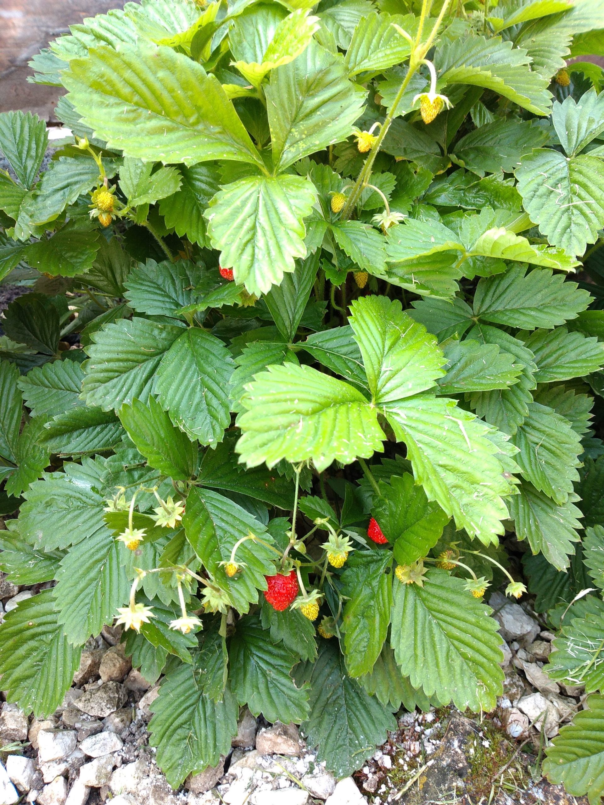 Jahodník obecný – Jahoda obyčajná – Fragaria Vesca L. (Rrosaceae ...