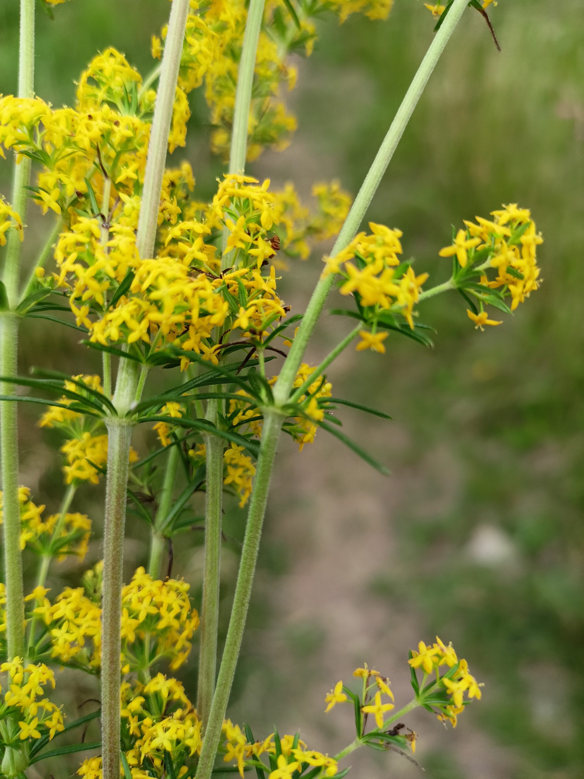 Lipkavec syridlový (pravý) – Galium verum – Alchemylka